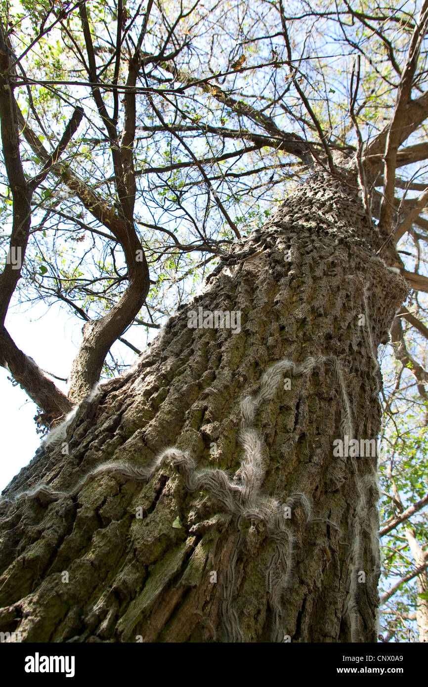 oak processionary moth (Thaumetopoea processionea), caterpillars ...