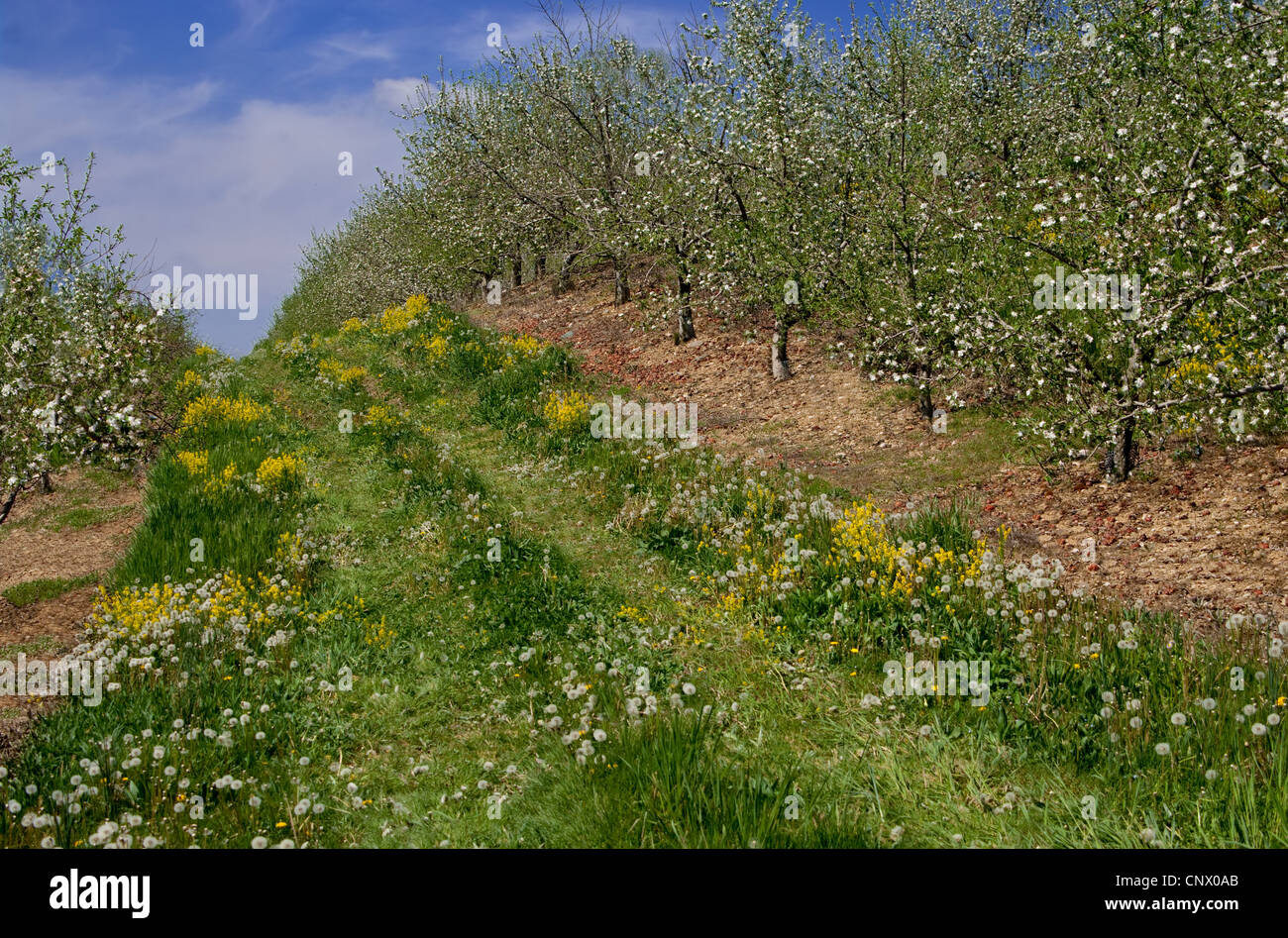 Pennsylvania scenic apple trees hi-res stock photography and images - Alamy