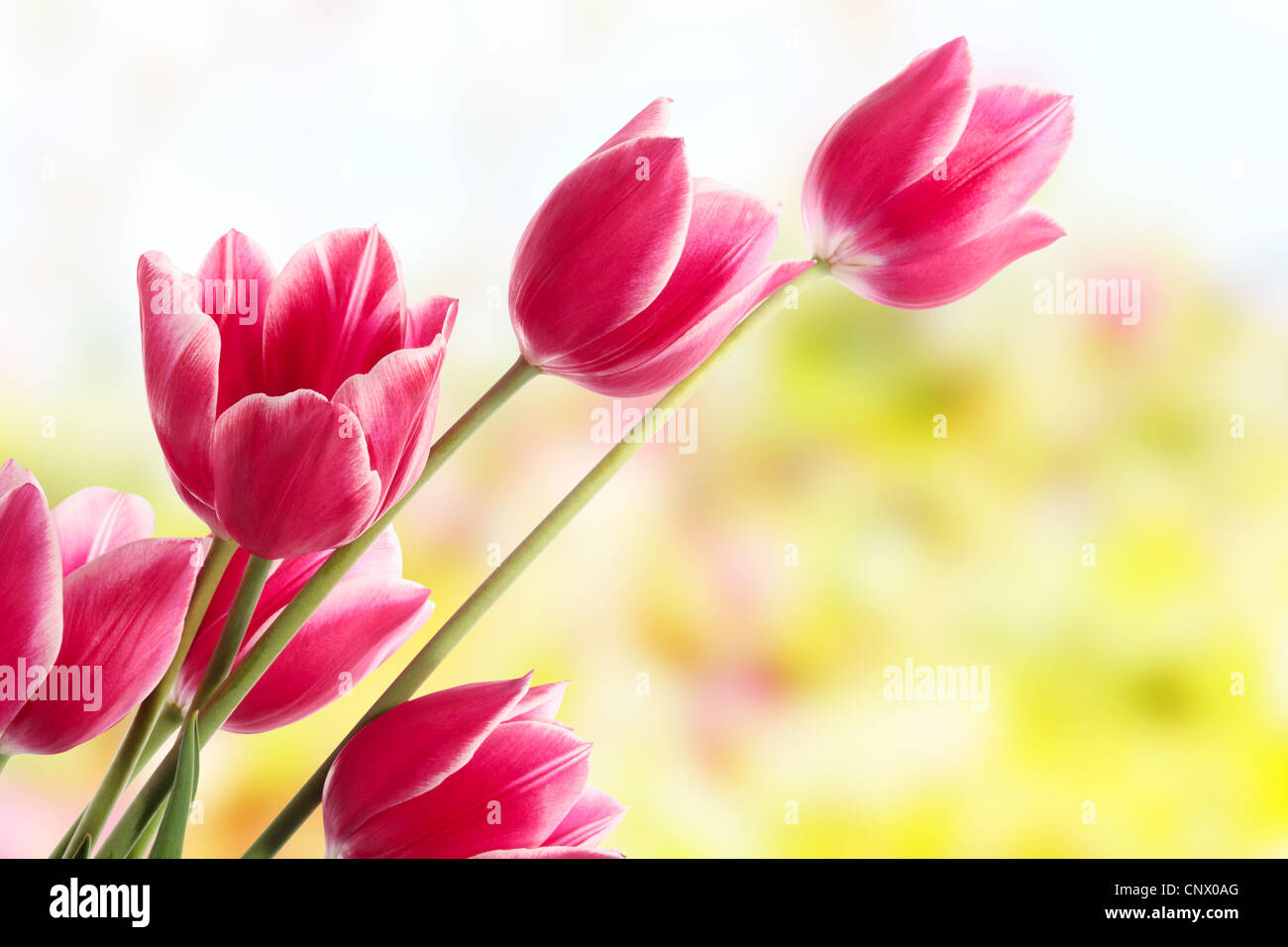 Beautiful spring flowers in garden Stock Photo - Alamy