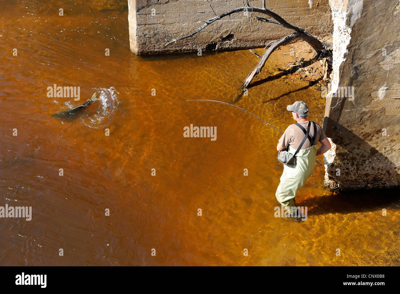 Salmon fishing manistique river manistique michigan during autum salmon ...
