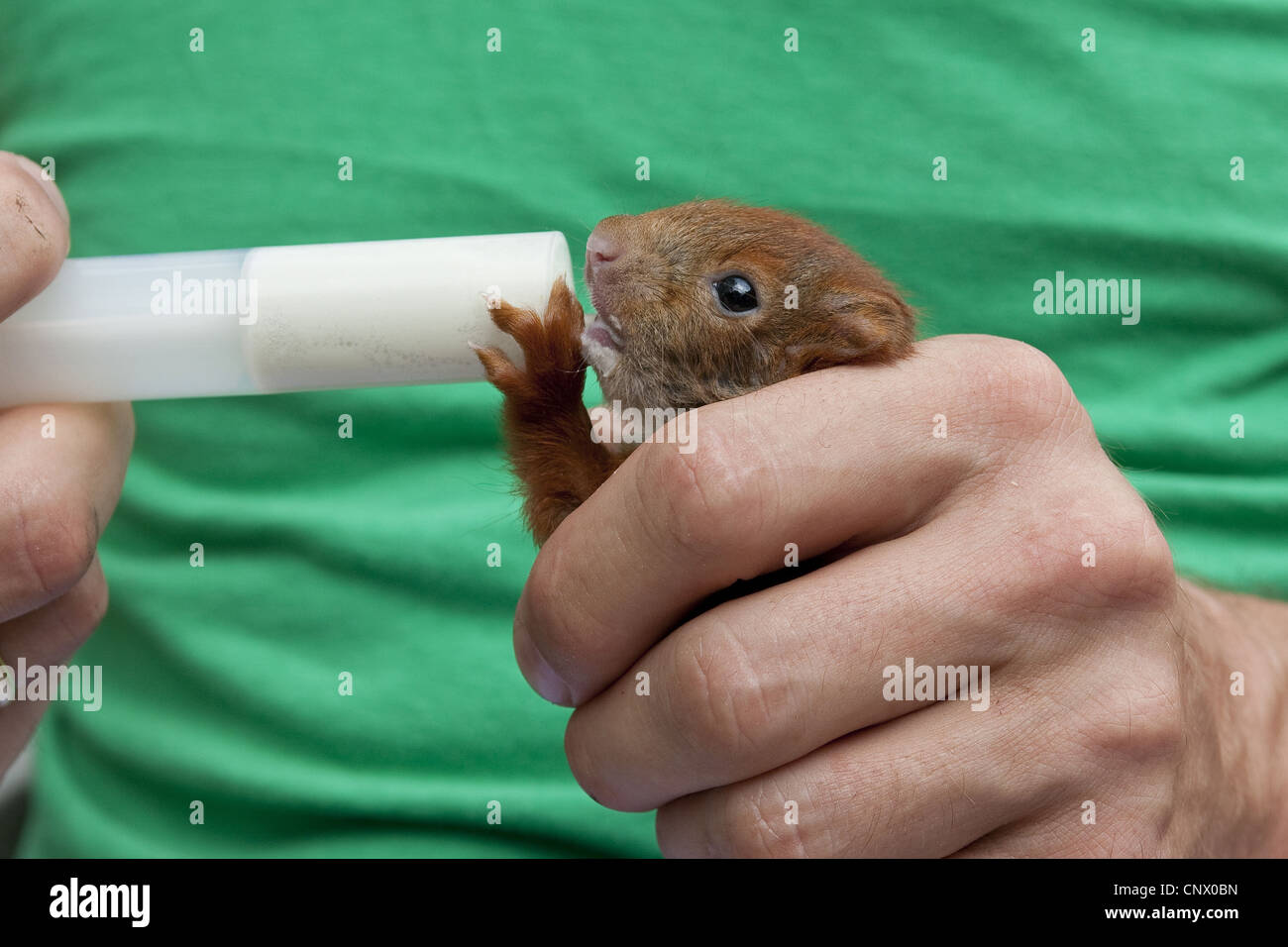 European red squirrel, Eurasian red squirrel (Sciurus vulgaris ...