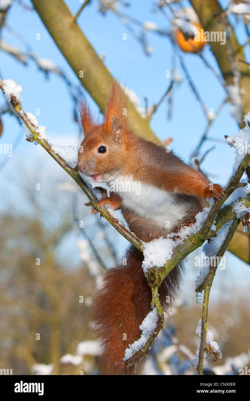 Central european red squirrel hi-res stock photography and images - Alamy
