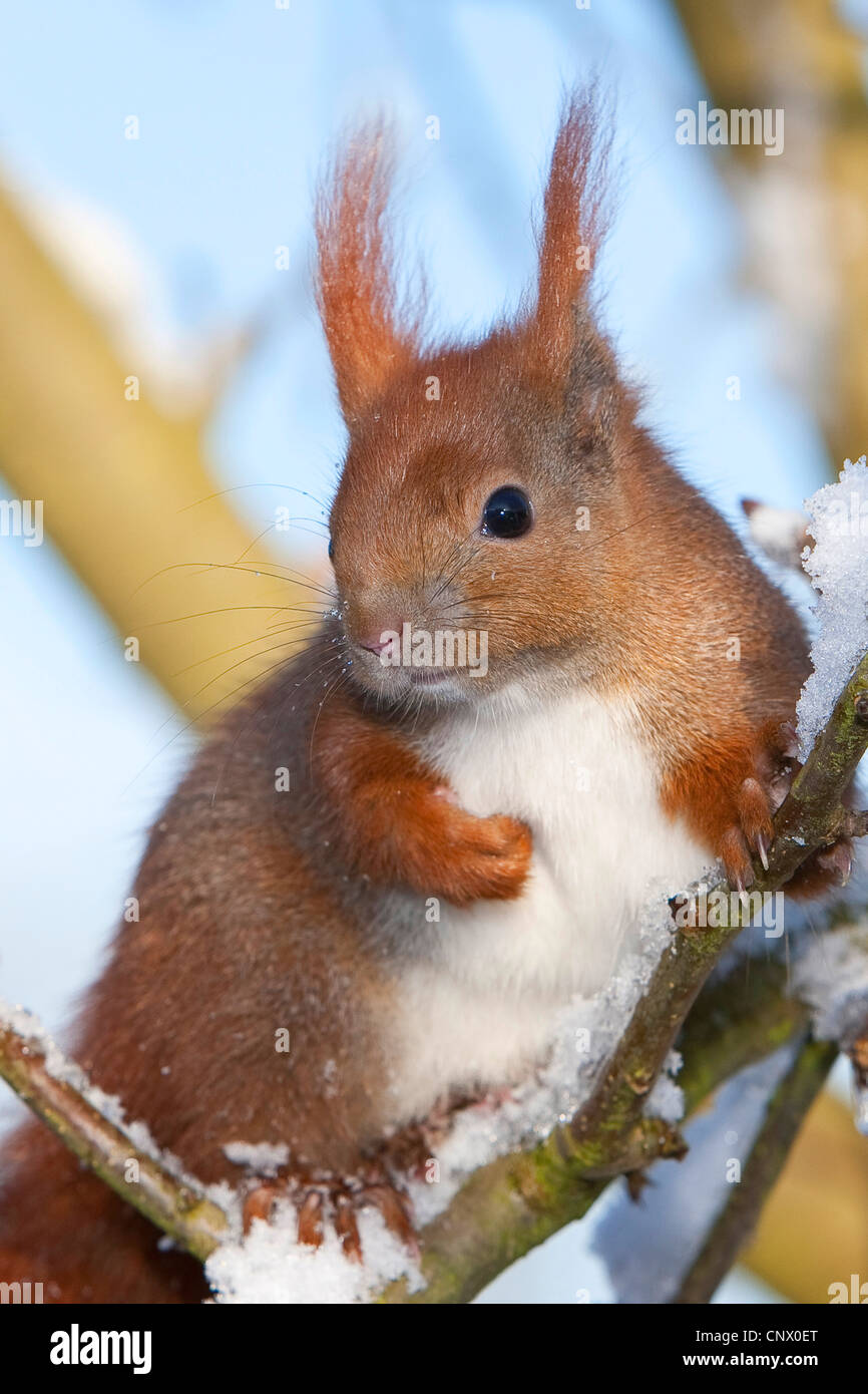 European red squirrel, Eurasian red squirrel (Sciurus vulgaris ...
