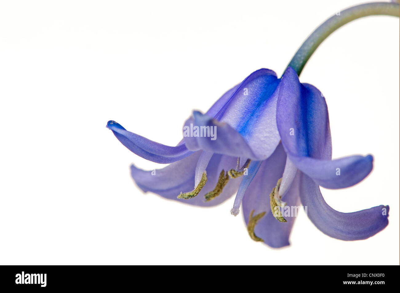 macro detail of wild english bluebell in the spring isolated on white ...