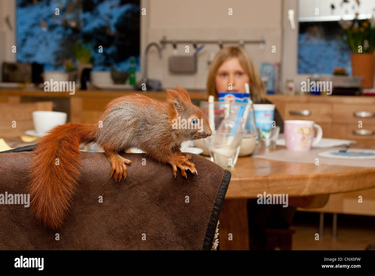 Child climbing chair hi-res stock photography and images - Alamy