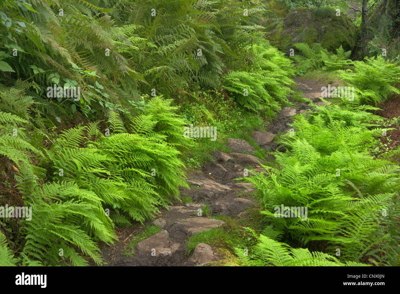 trail with ferns at Geiranger fjord, Norway Stock Photo - Alamy