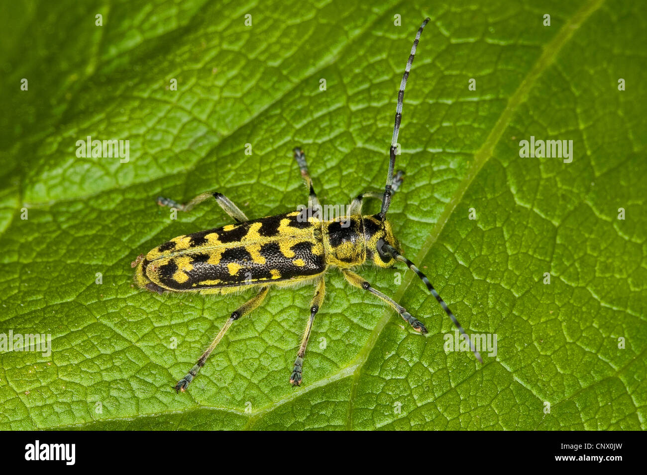 scalar longhorn beetle (Saperda scalaris), sitting on a leaf, Germany ...