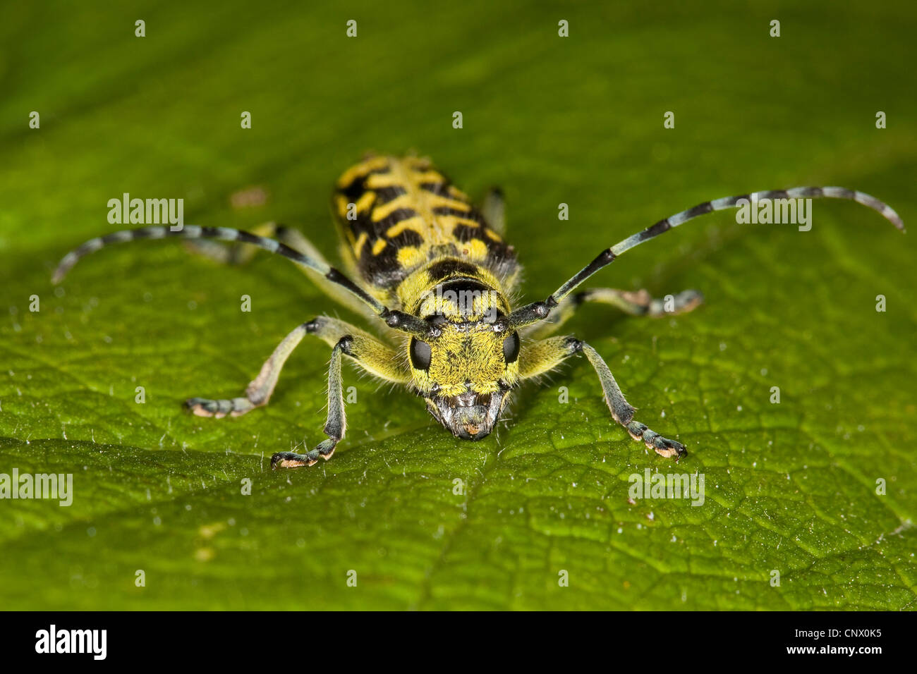 Saperda scalaris longhorn beetle hi-res stock photography and images ...