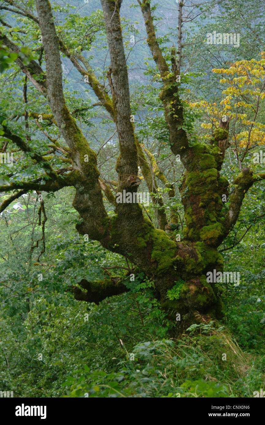 oak (Quercus spec.), old gnarled and mossy oak, Norway Stock Photo - Alamy