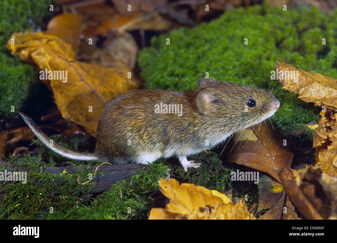bank vole (Clethrionomys glareolus), on forest ground, Germany Stock ...