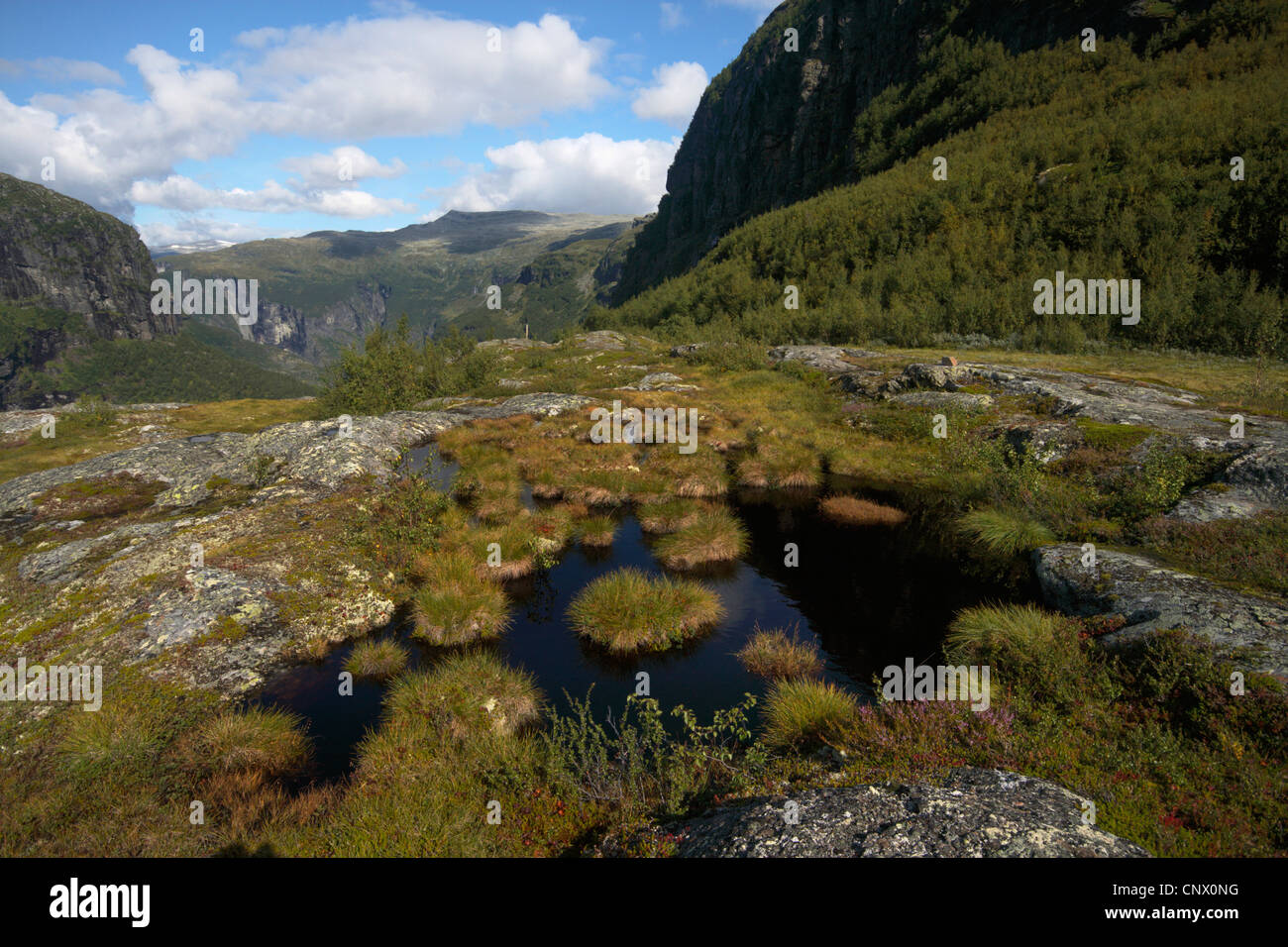 bog and pond in landscape of Aurlandsdalen, Norway Stock Photo - Alamy