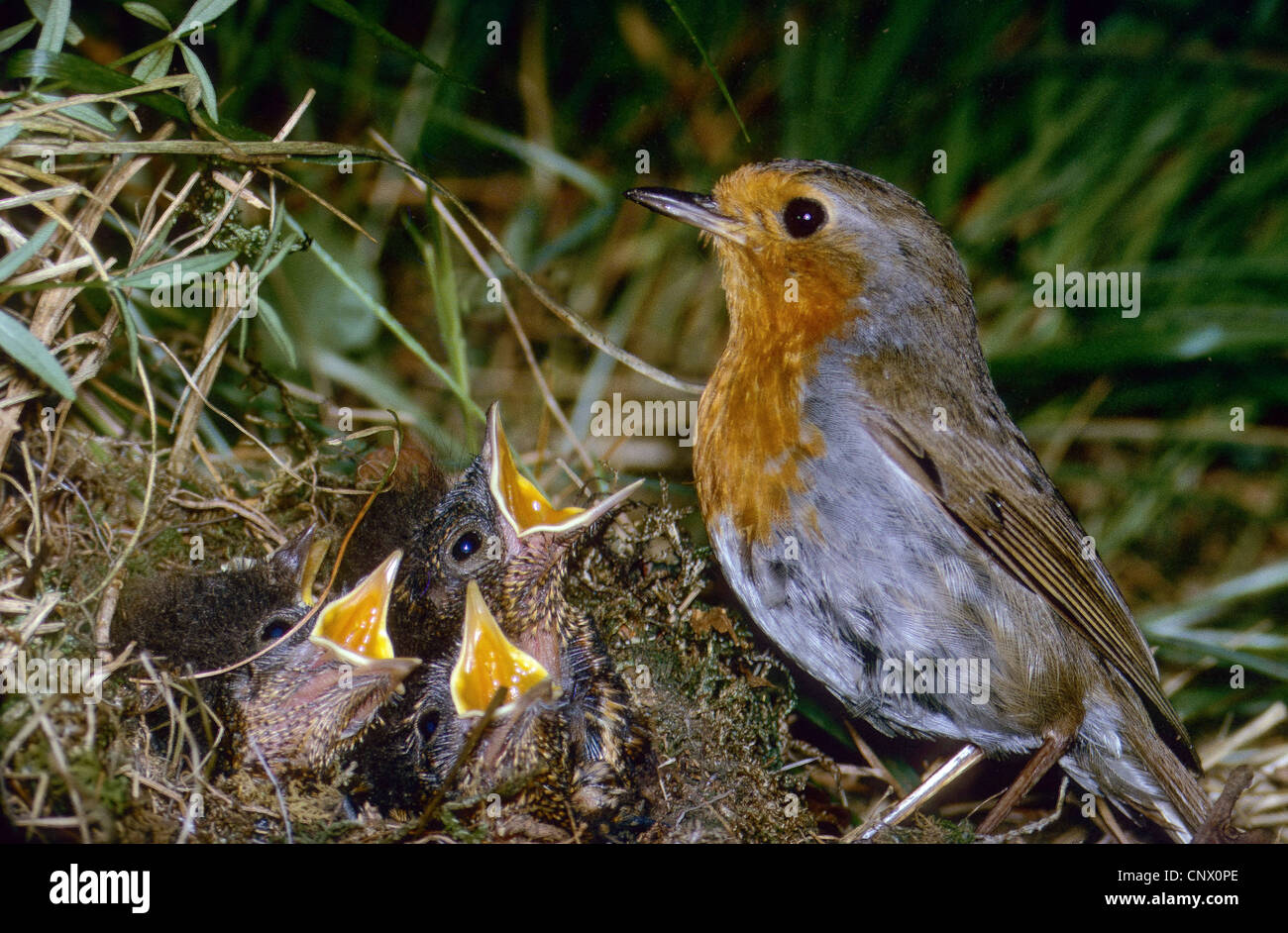 European robin (Erithacus rubecula), at the nest with begging birds ...