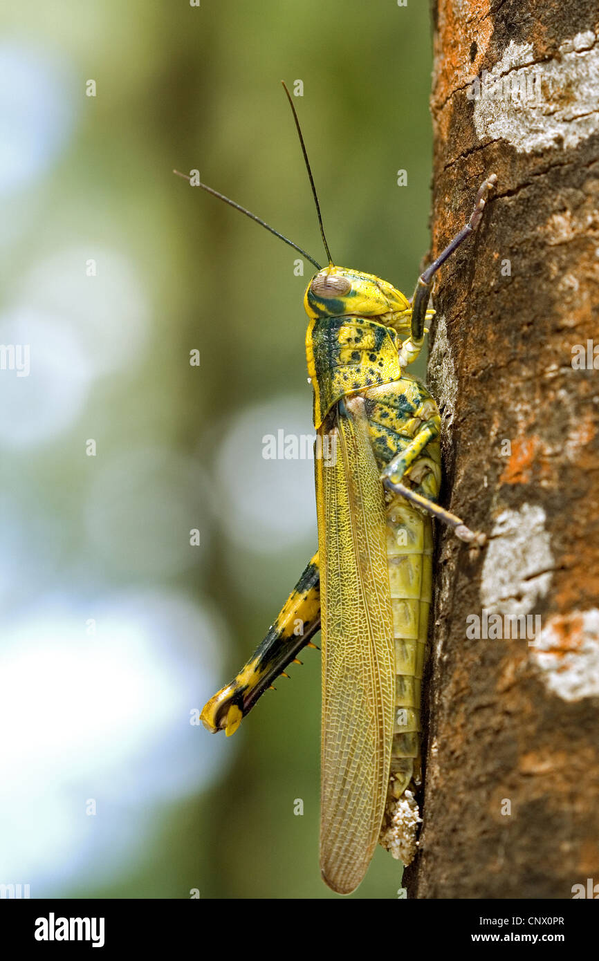 Closeup of a grasshopper hi-res stock photography and images - Alamy