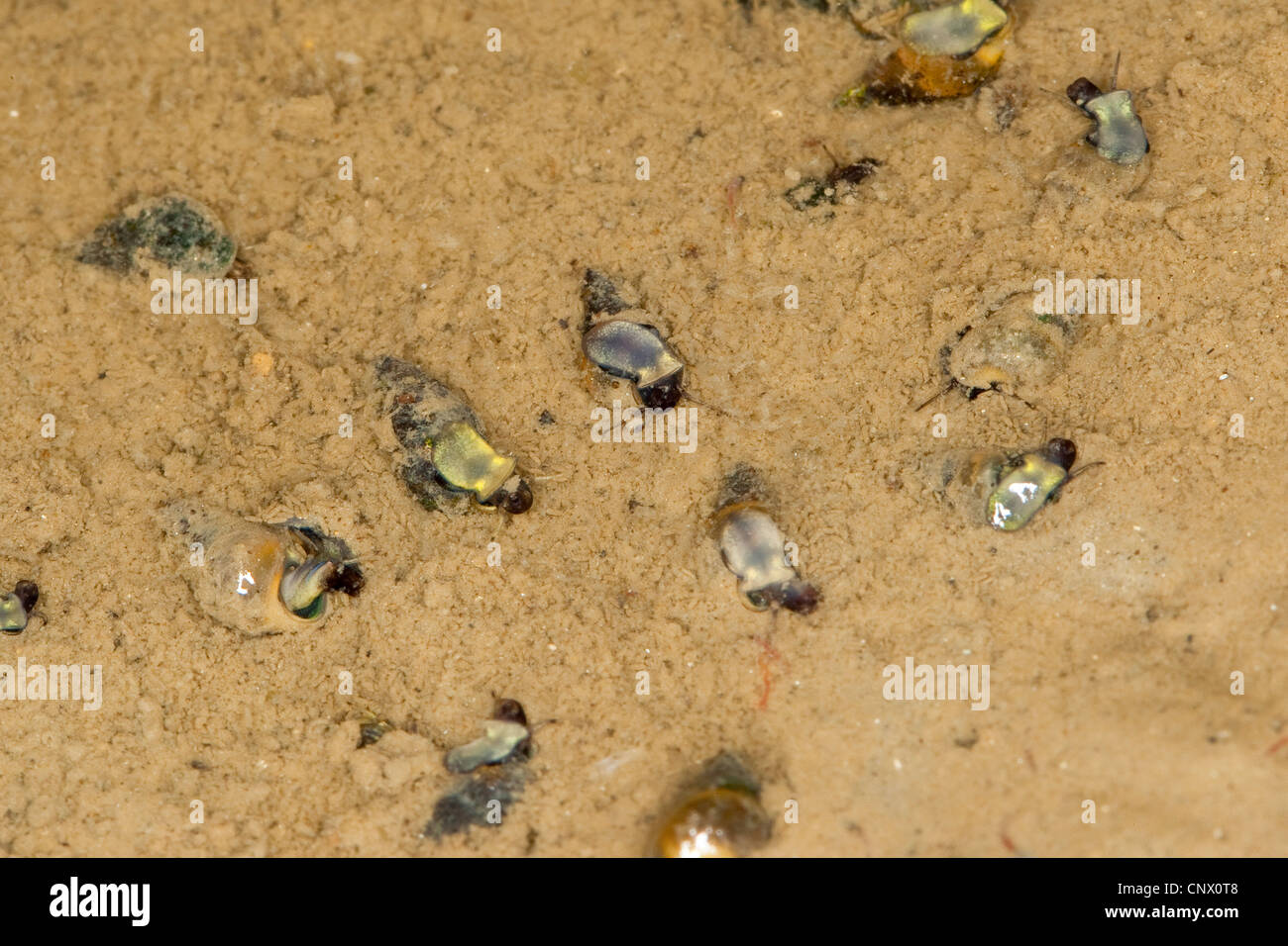 Laver spire snail, Laver mud snail, Common mudflat snail (Hydrobia ...