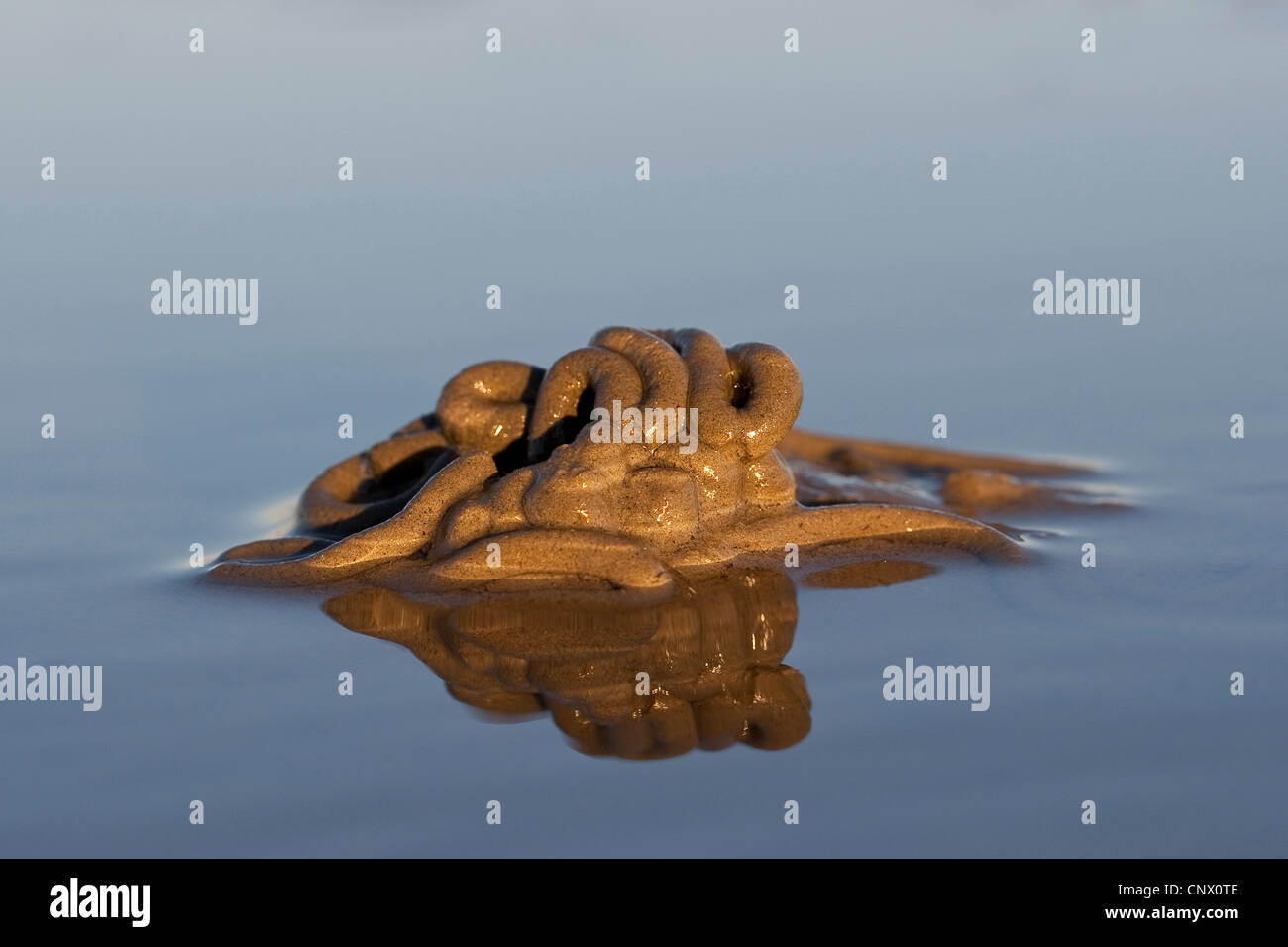 European lug worm, blow lug, lugworm (Arenicola marina), faeces in the ...