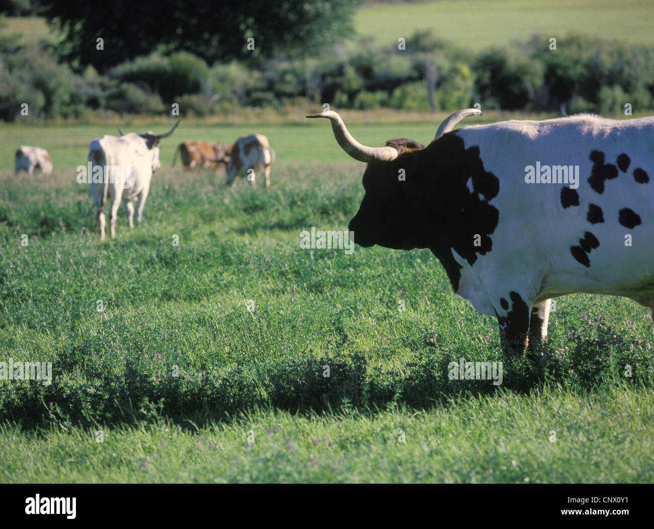 Historic livestock ranch hi-res stock photography and images - Alamy