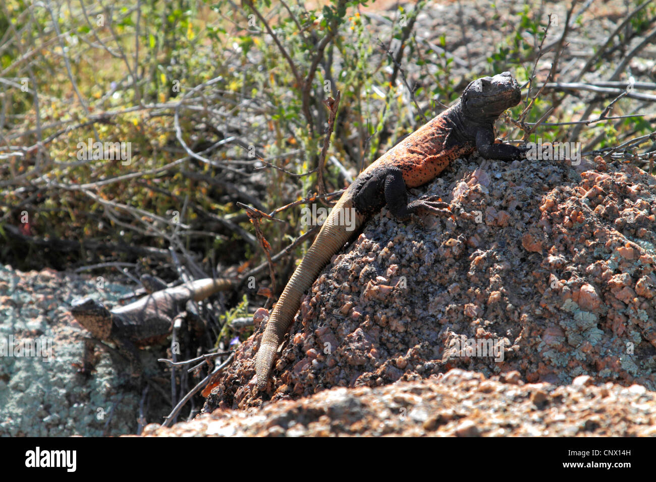 chuckwalla (Sauromalus spec.), male and females on rocks, USA, Arizona ...