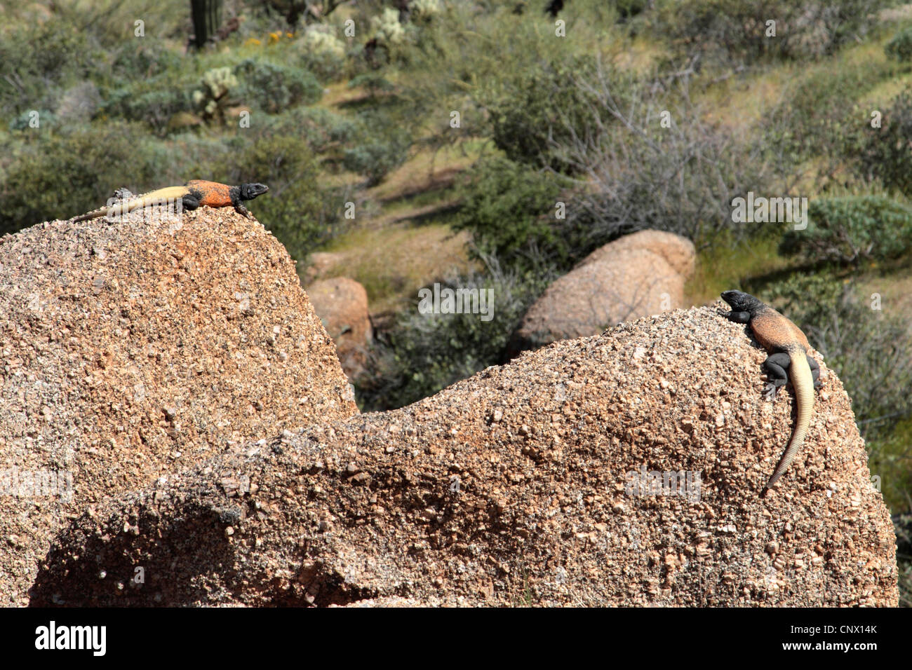 chuckwalla (Sauromalus spec.), quarreling males on a rock, USA, Arizona ...