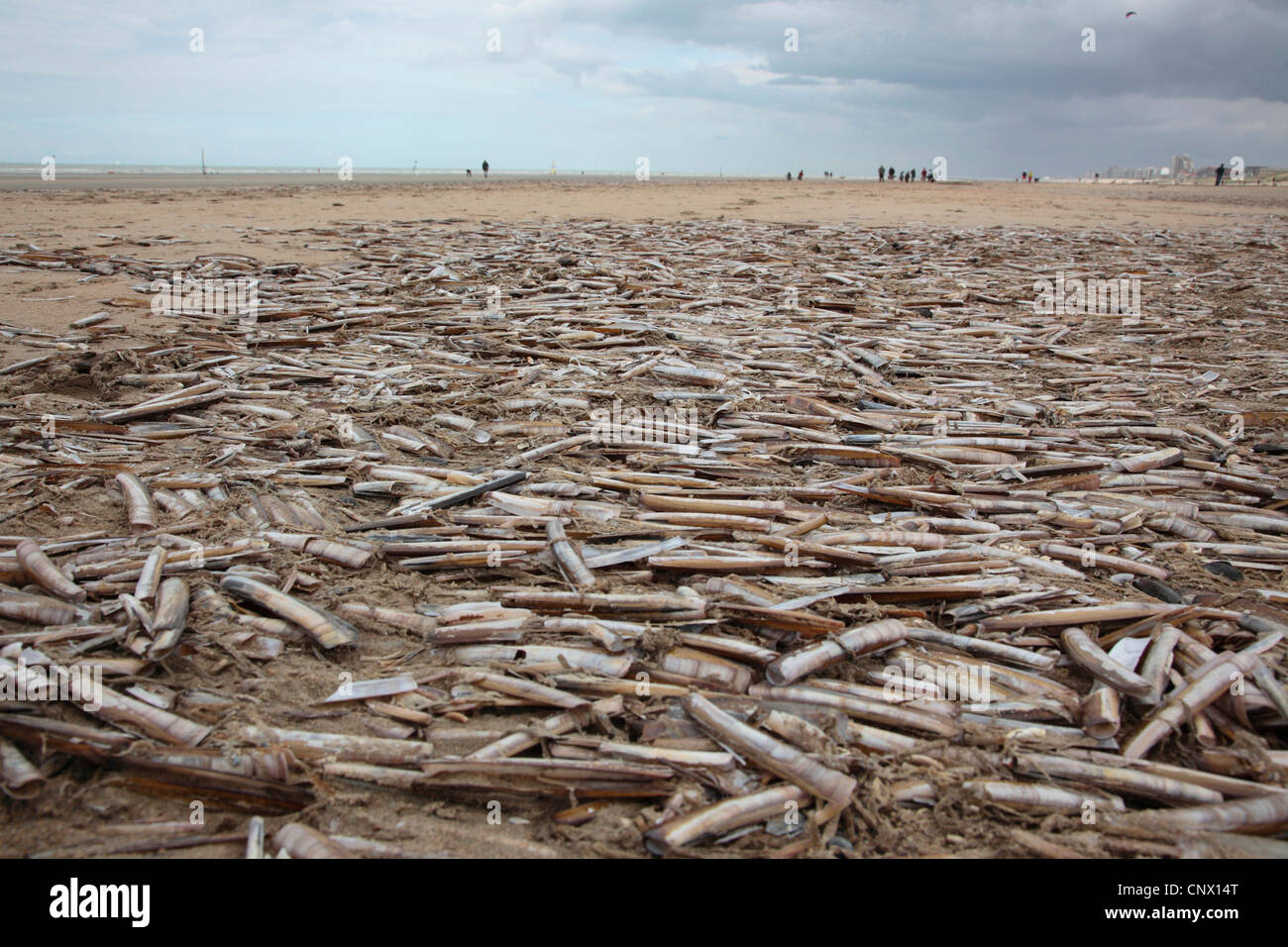 common razor clam, narrow jackknife clam, sword razor (Ensis ensis), a ...