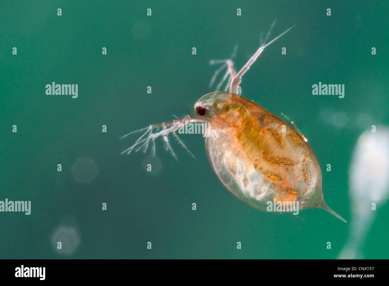 Daphnia juveniles common water fleas hi-res stock photography and ...