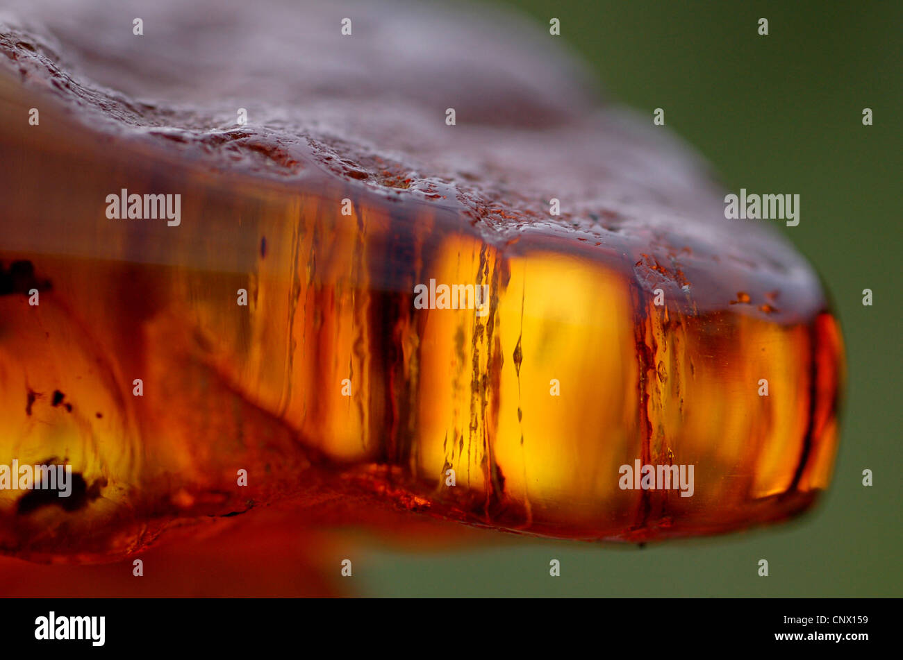 Fossil structures hi-res stock photography and images - Alamy
