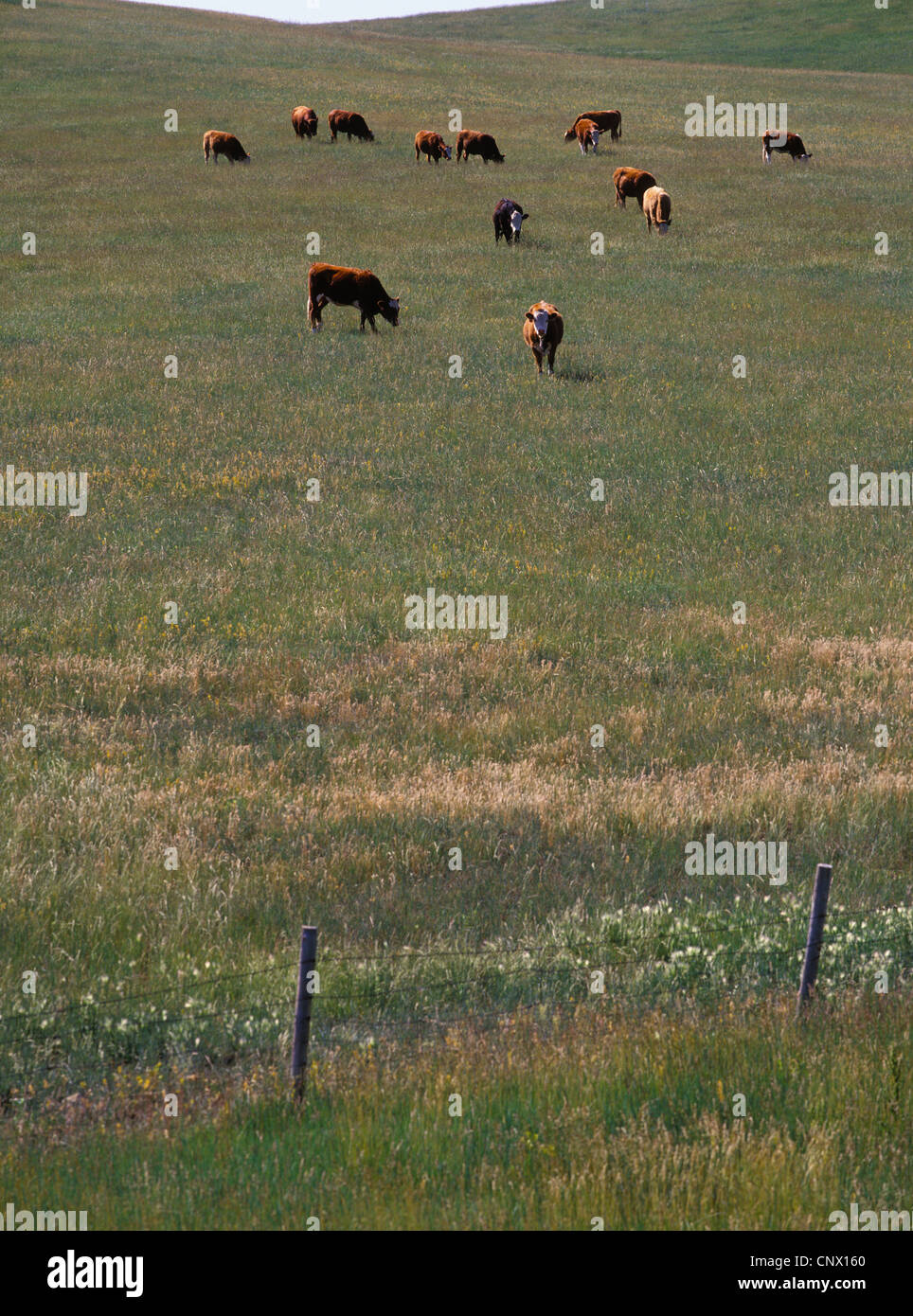 Nebraska beef hi-res stock photography and images - Alamy