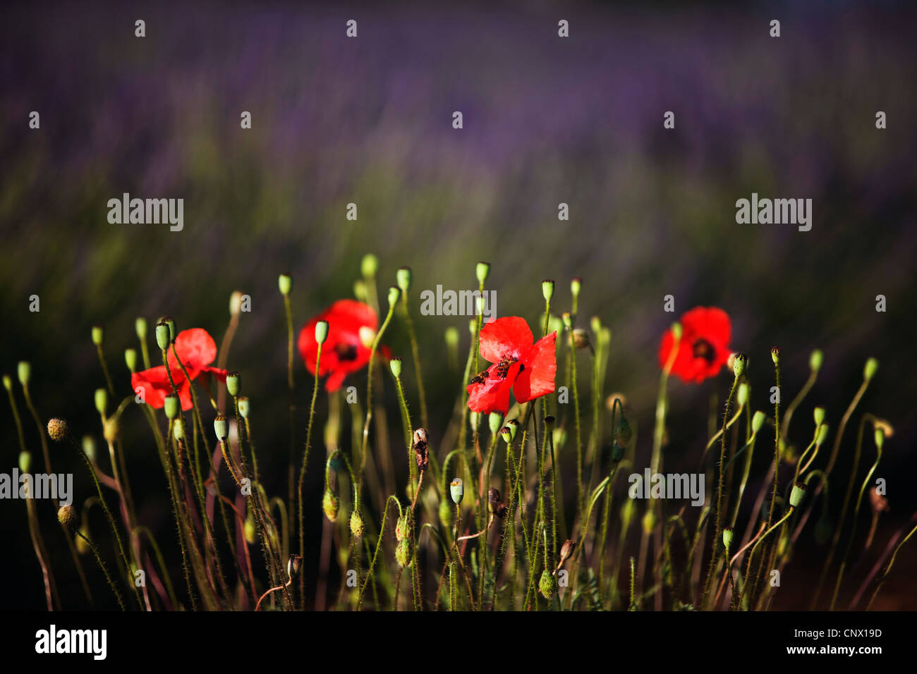 Lavender and poppies hi-res stock photography and images - Alamy