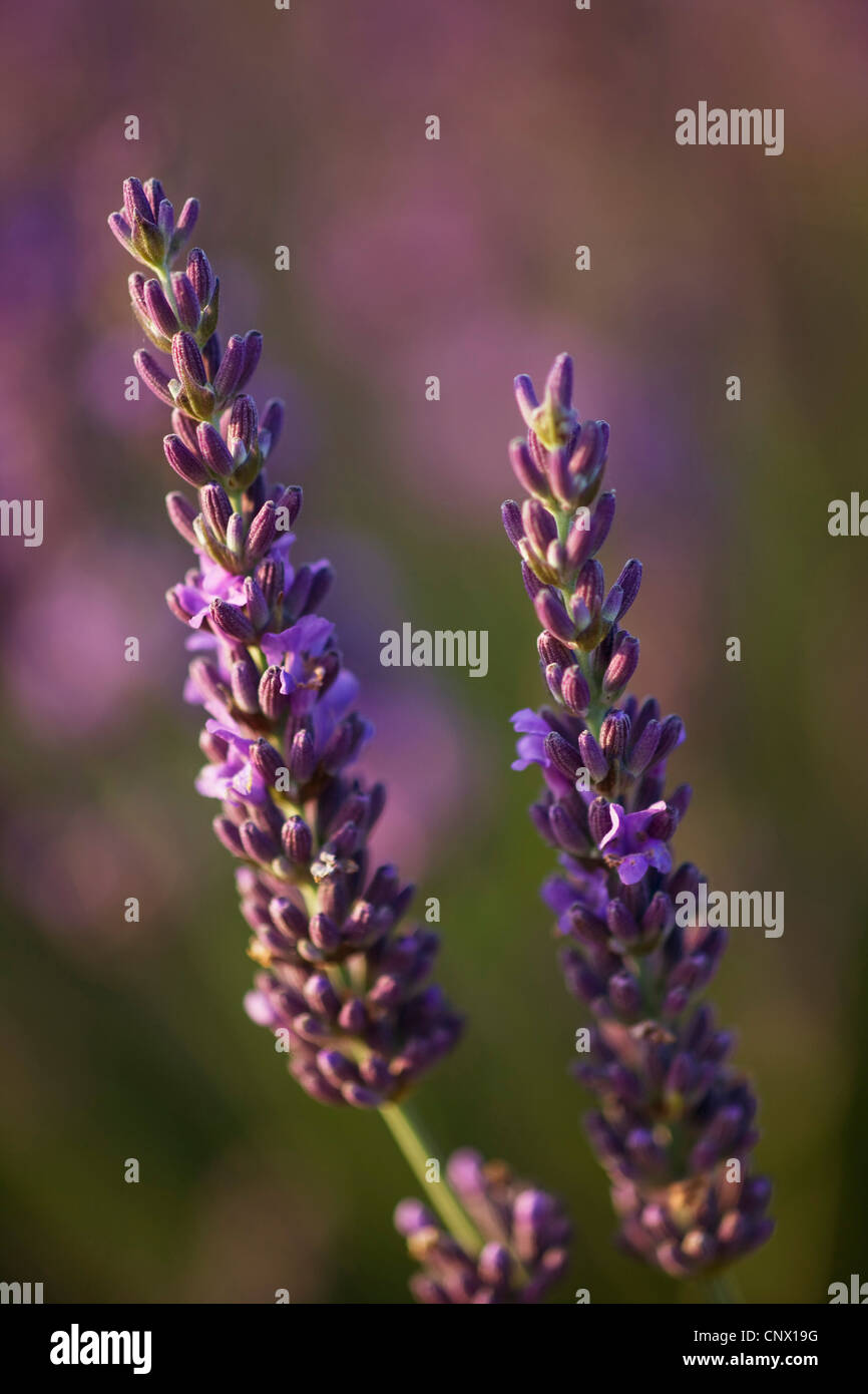 lavender (Lavandula angustifolia), inflorence, France, Provence ...