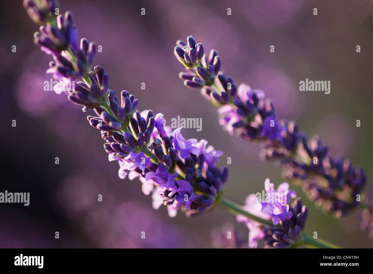 lavender (Lavandula angustifolia), inflorence, France, Provence ...
