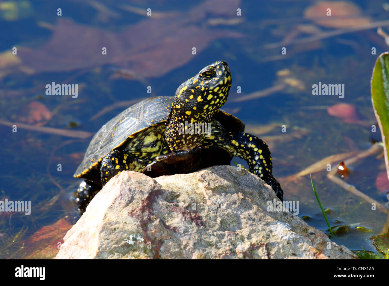 European pond terrapin, European pond turtle, European pond tortoise ...