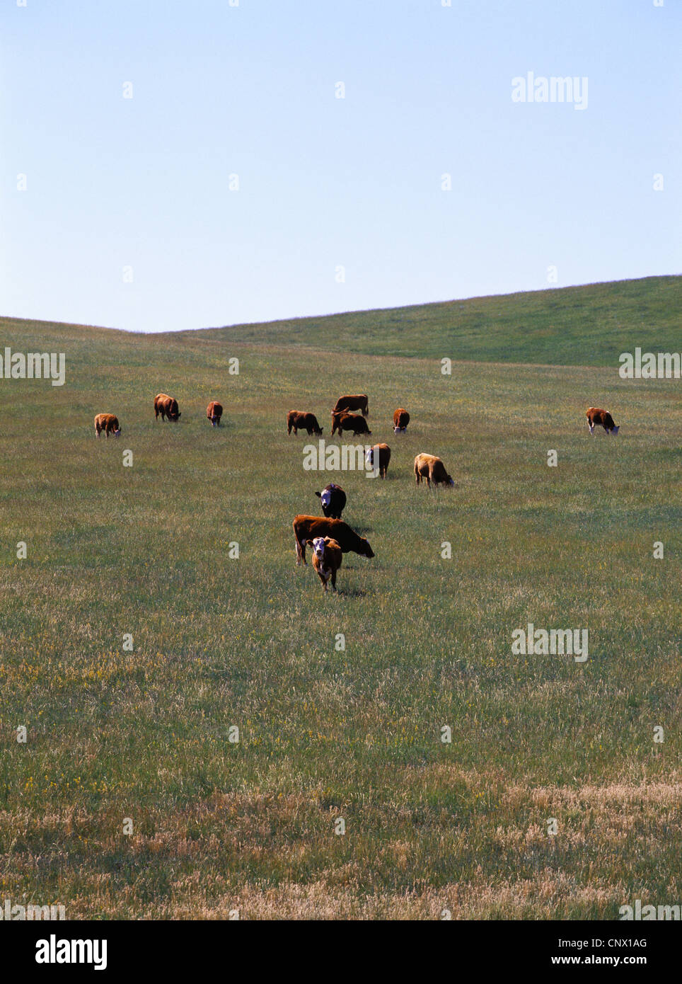 Ogallala grassland hi-res stock photography and images - Alamy