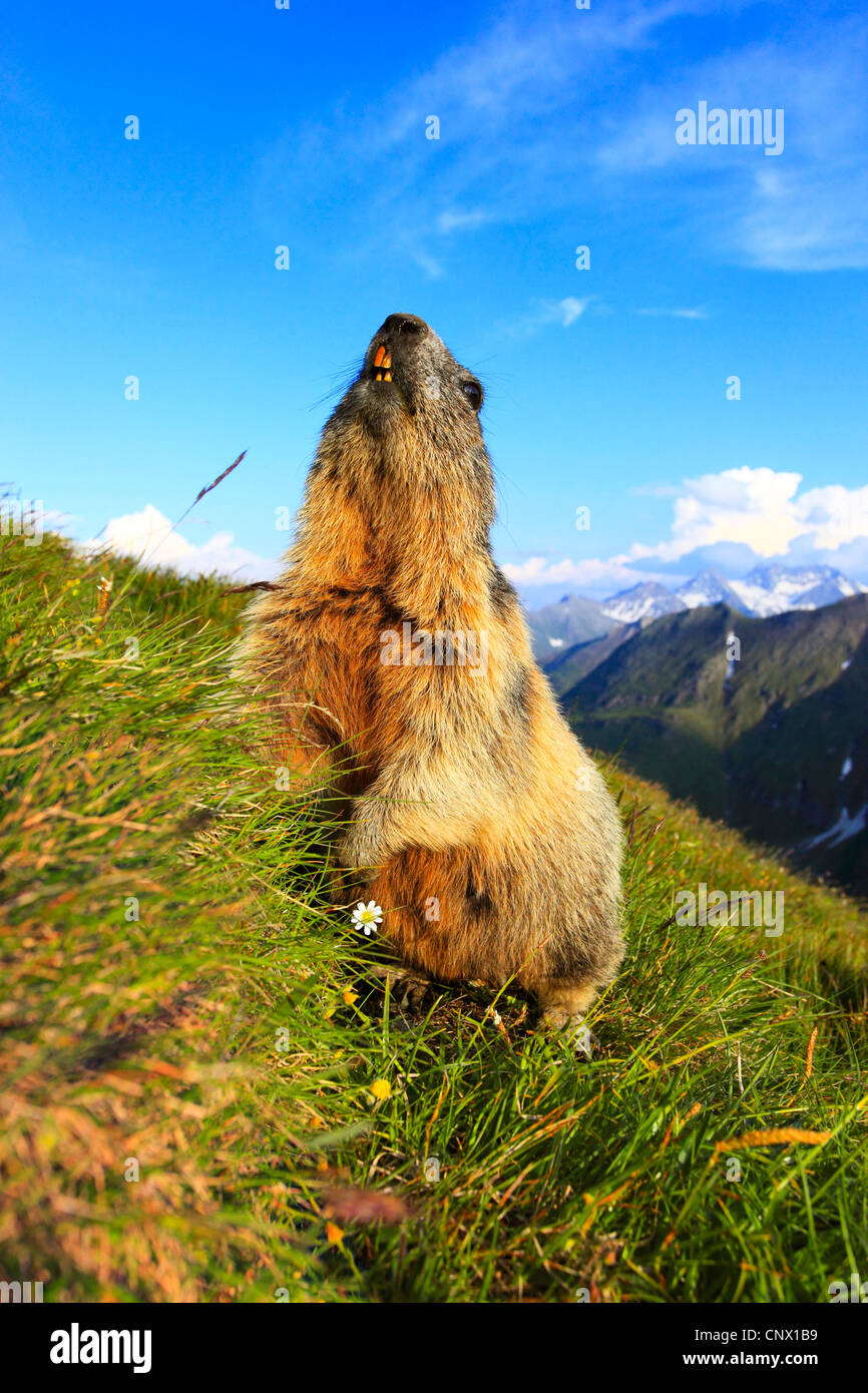 alpine marmot (Marmota marmota), sitting erected in a mountain meadow in front of mountain ...