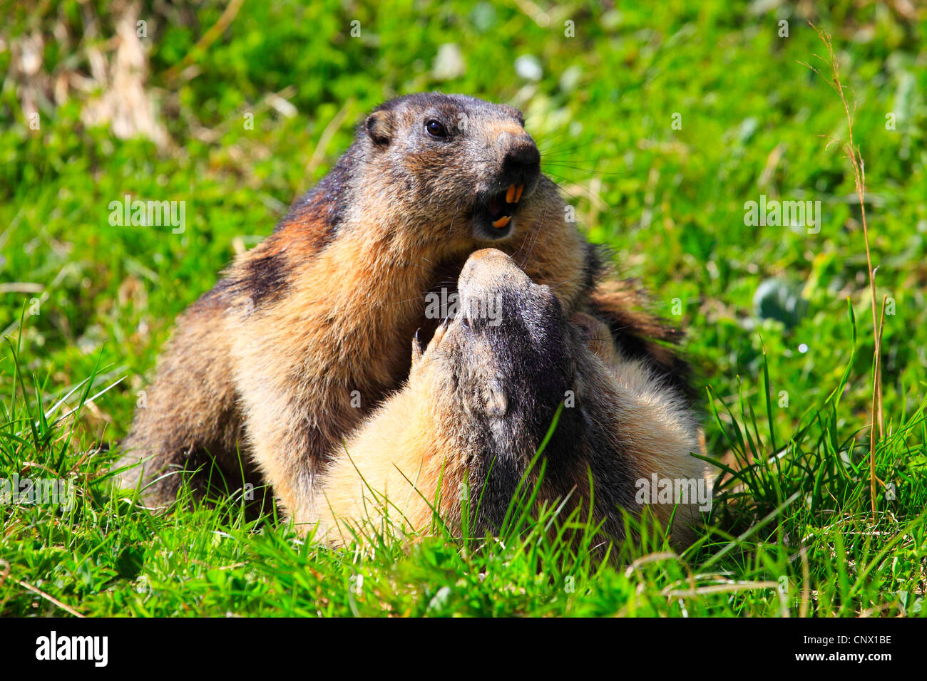 alpine marmot (Marmota marmota), two animals fighting in mountain meadow, Austria, Hohe Tauern ...
