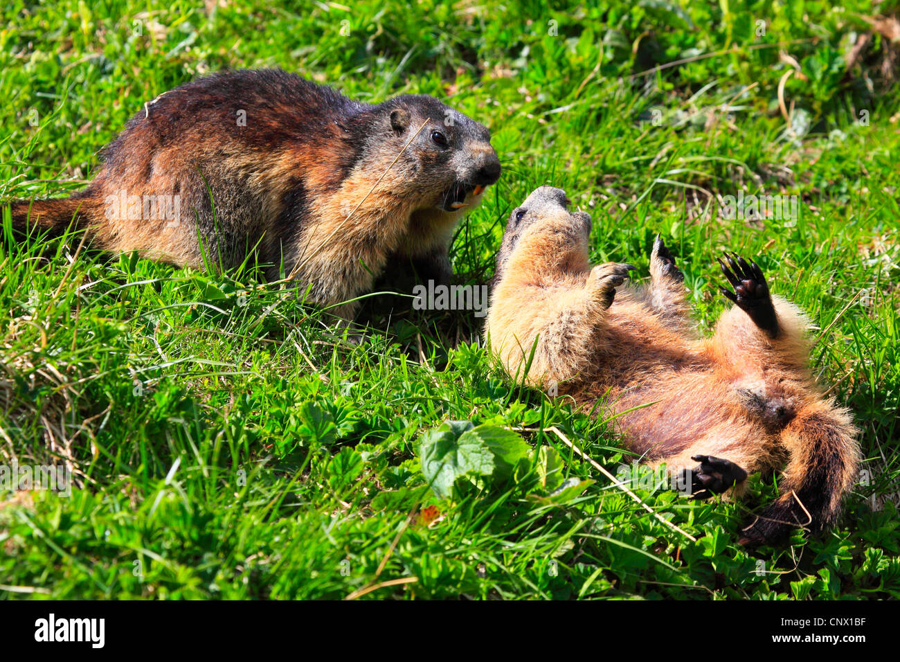 alpine marmot (Marmota marmota), two animals fighting in mountain meadow, Austria, Hohe Tauern ...