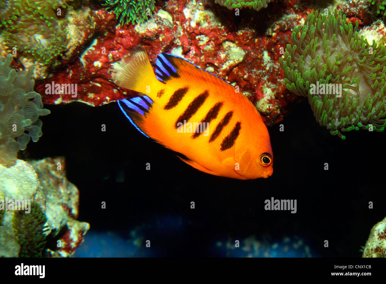 Flame angelfish hi-res stock photography and images - Alamy