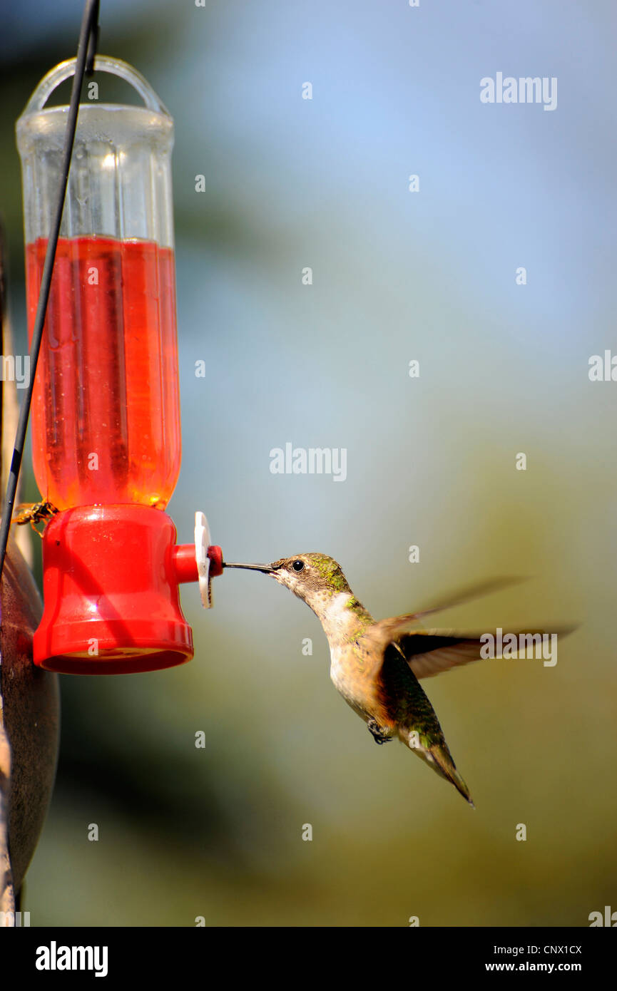 Hummingbird in flight at a feeder Stock Photo - Alamy