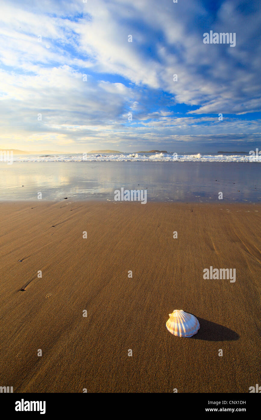 shell on the beach of Coldbackie Bay in evening mood, United Kingdom ...
