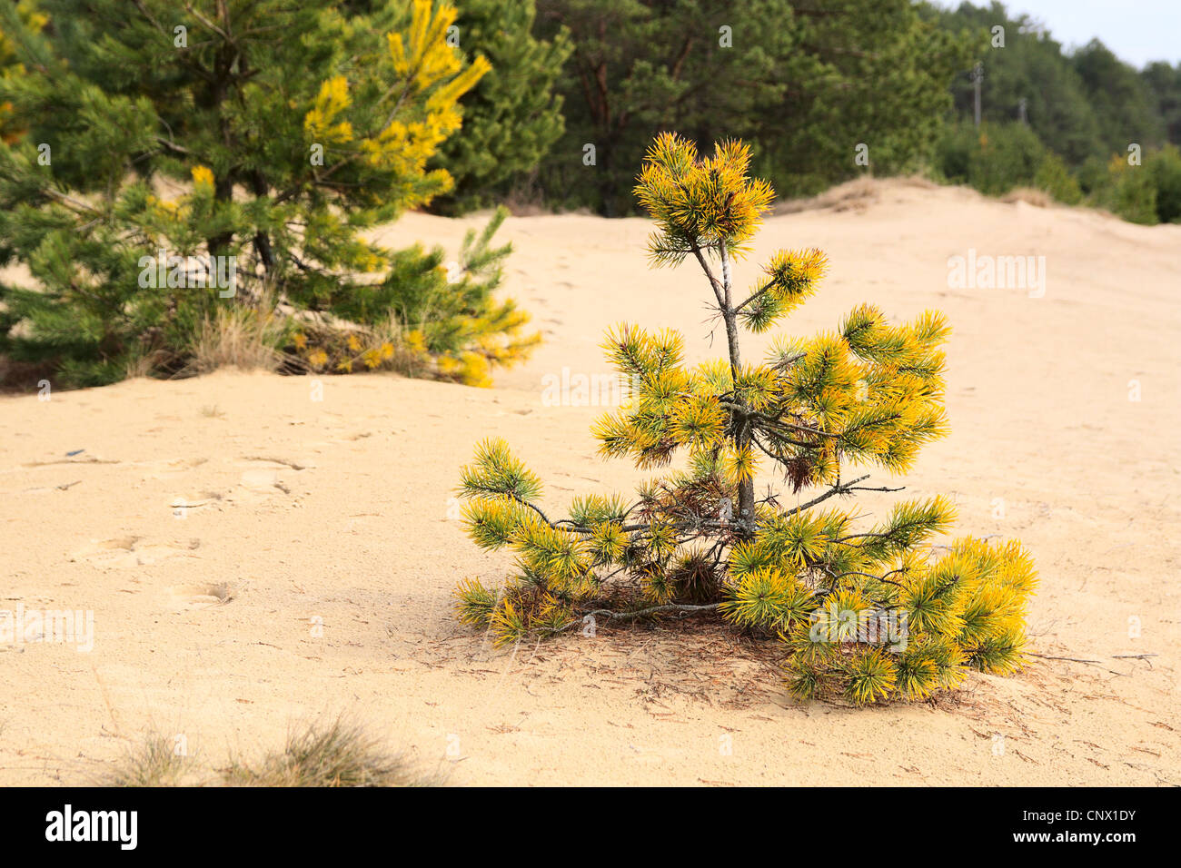 Sand pine hi-res stock photography and images - Alamy