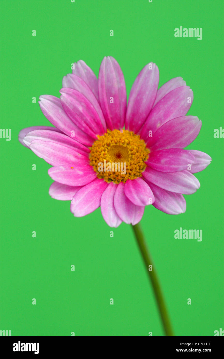 Pink daisy asteraceae hi-res stock photography and images - Alamy