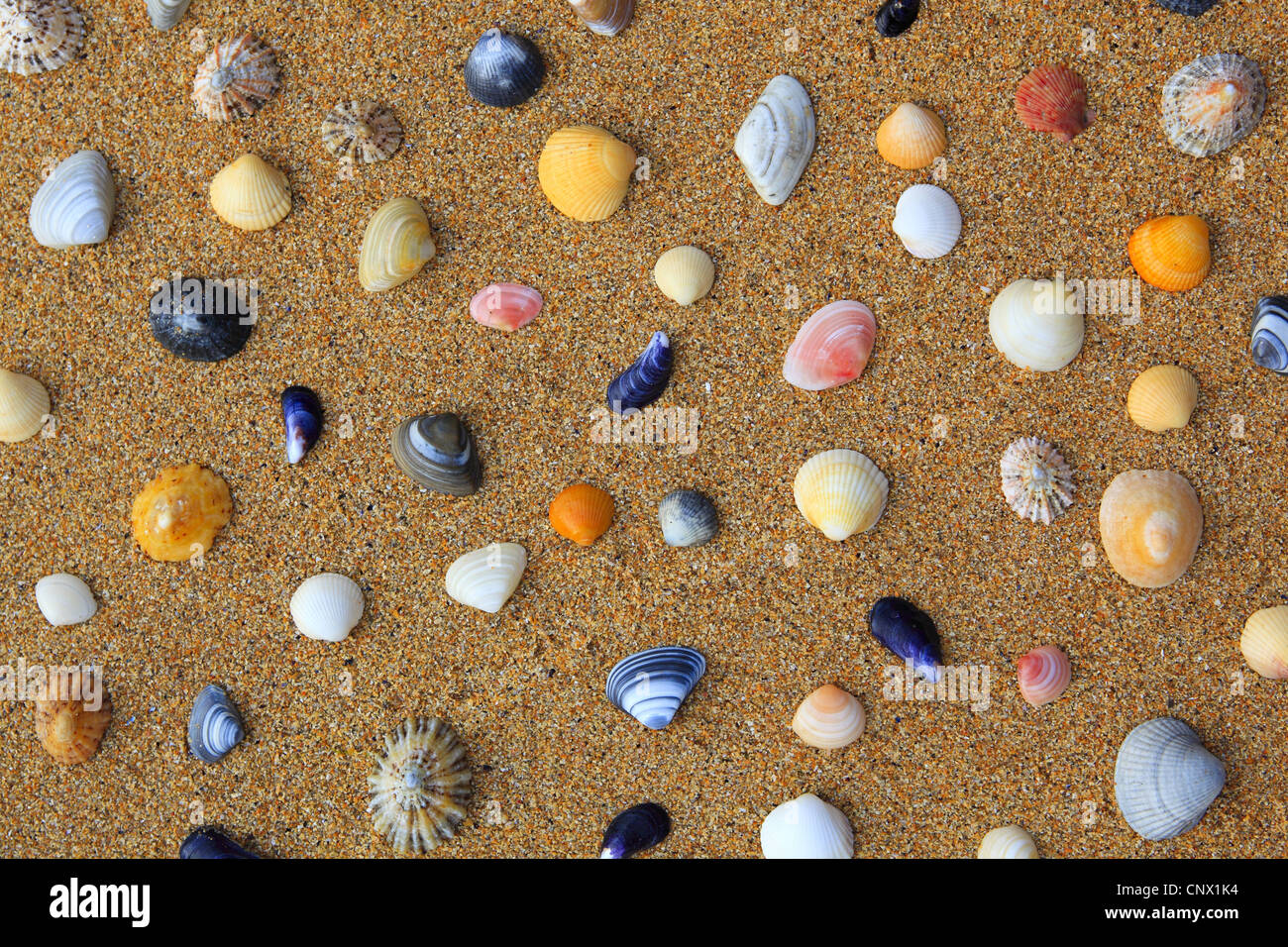 colourful shells in sand, United Kingdom, Scotland Stock Photo - Alamy