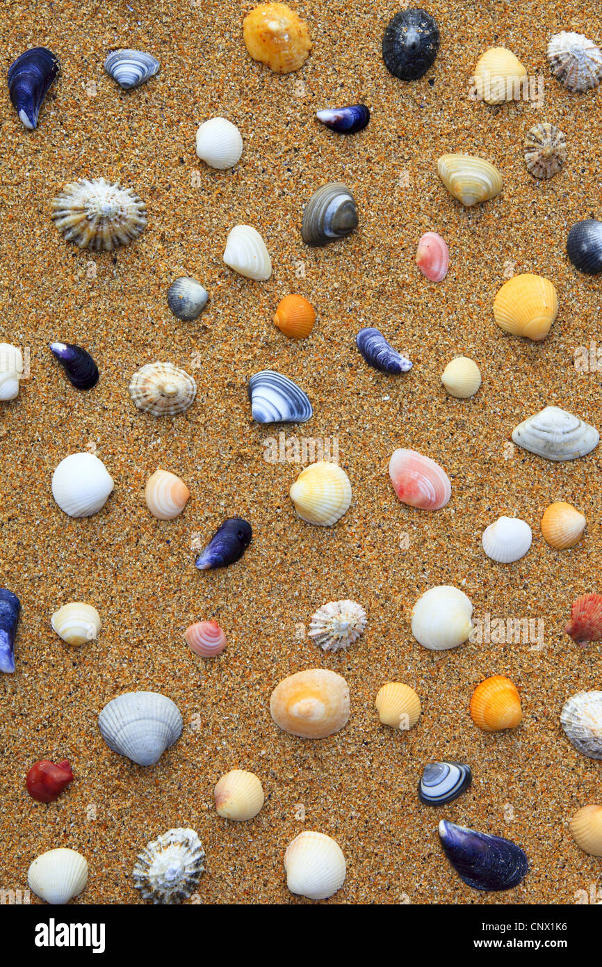 colourful shells in sand, United Kingdom, Scotland Stock Photo - Alamy