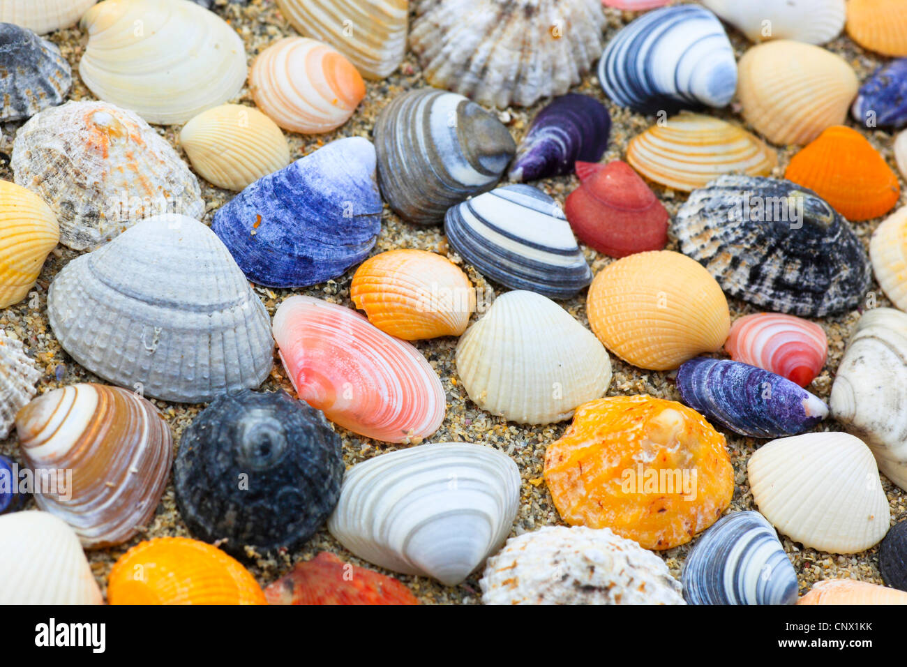colourful shells in sand, United Kingdom, Scotland Stock Photo - Alamy