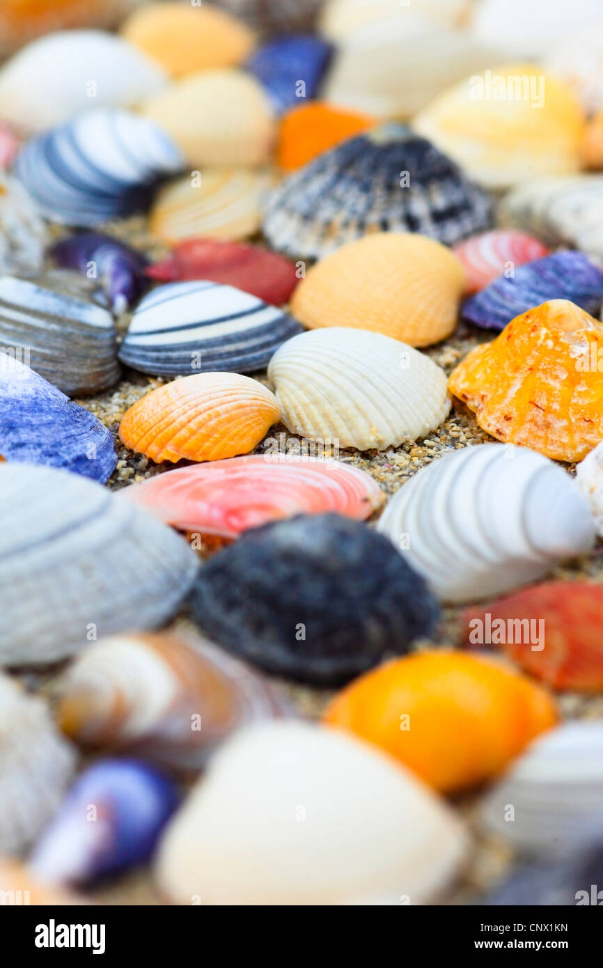 Colourful shells hi-res stock photography and images - Alamy