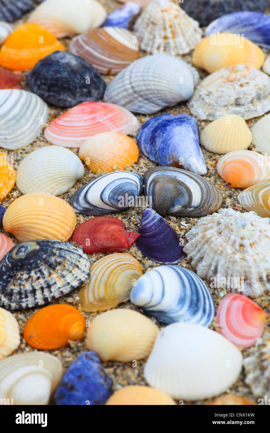 Colorful Shells On The Beach