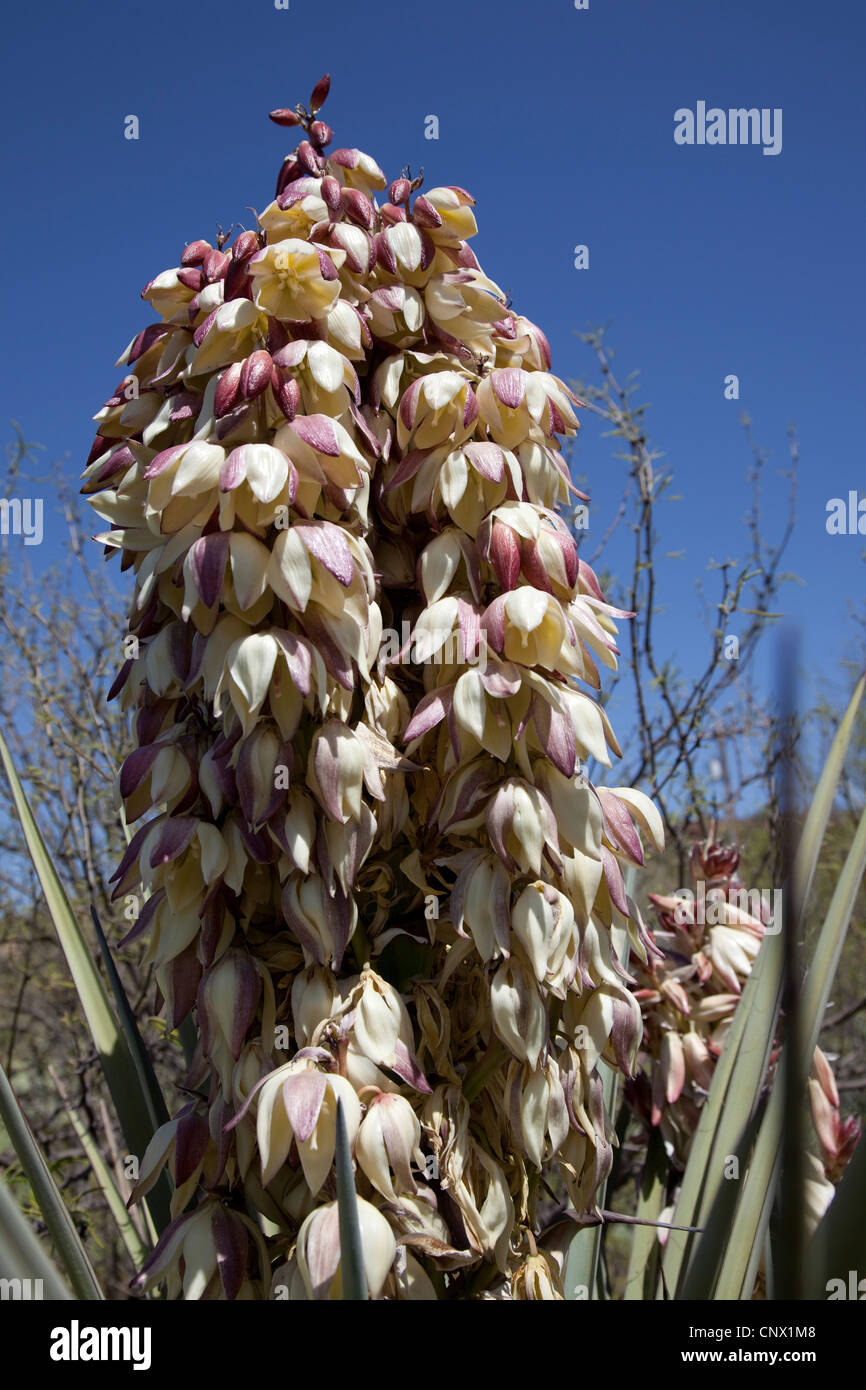 Torrey`s Yucca (Yucca torreyi), inflorescence Stock Photo - Alamy