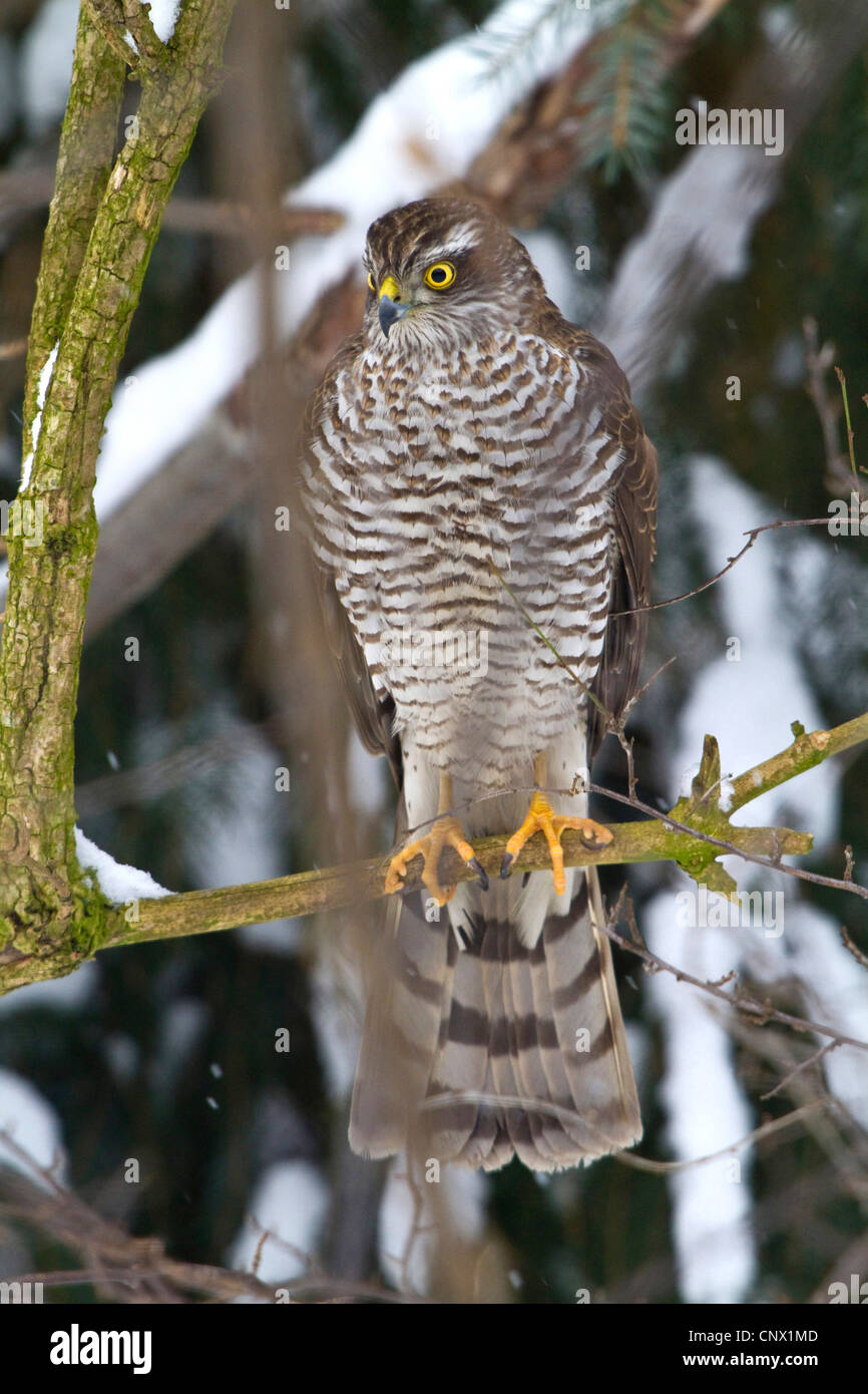 northern sparrow hawk (Accipiter nisus), female sitting on a branch in ...