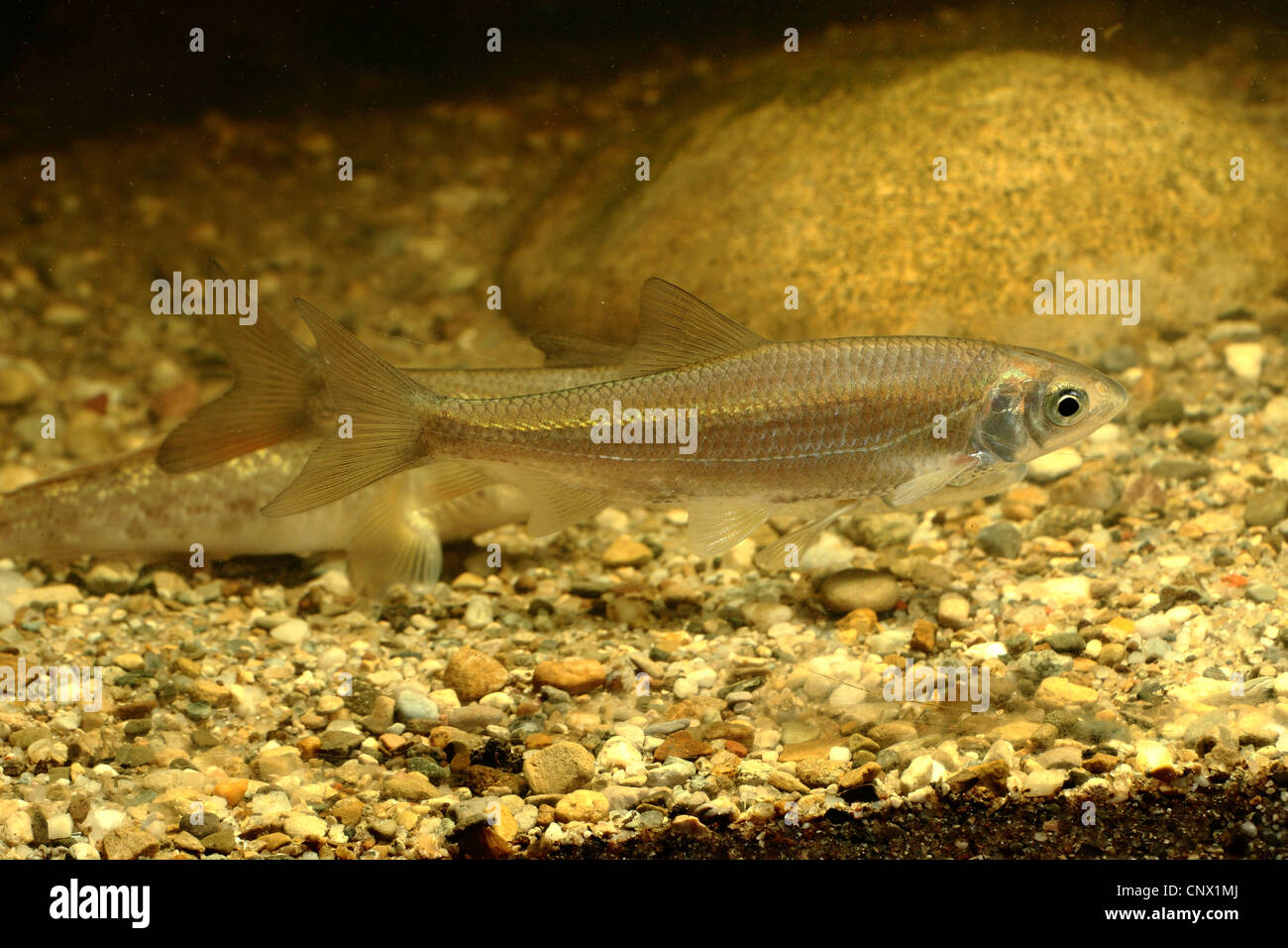 Rutilus pigus virgo hi-res stock photography and images - Alamy