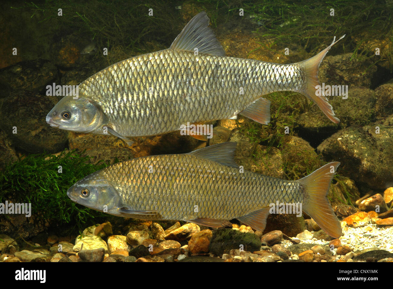 Rutilus pigus hi-res stock photography and images - Alamy