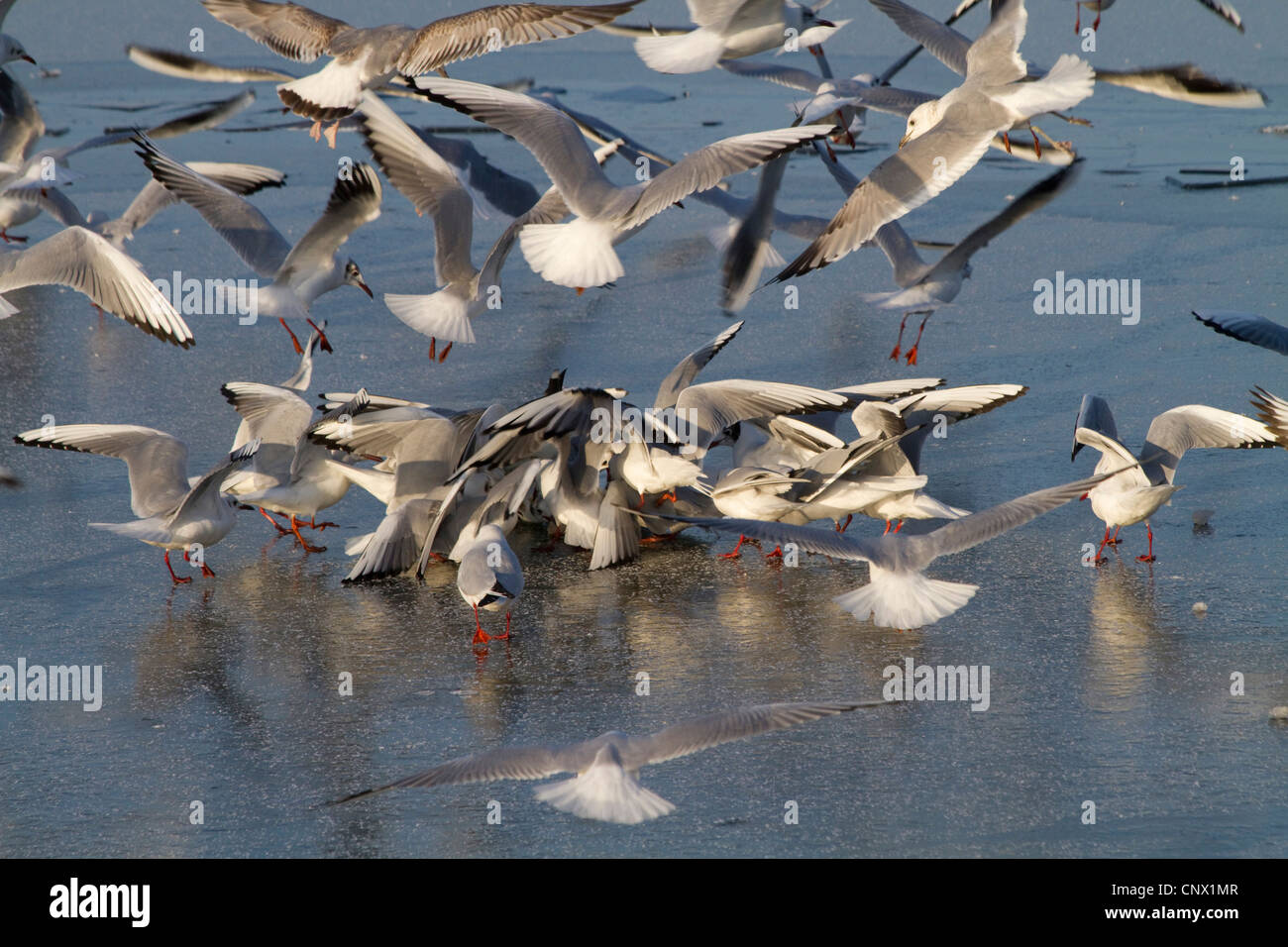 Black headed gull larus ridibundus lot hi-res stock photography and ...