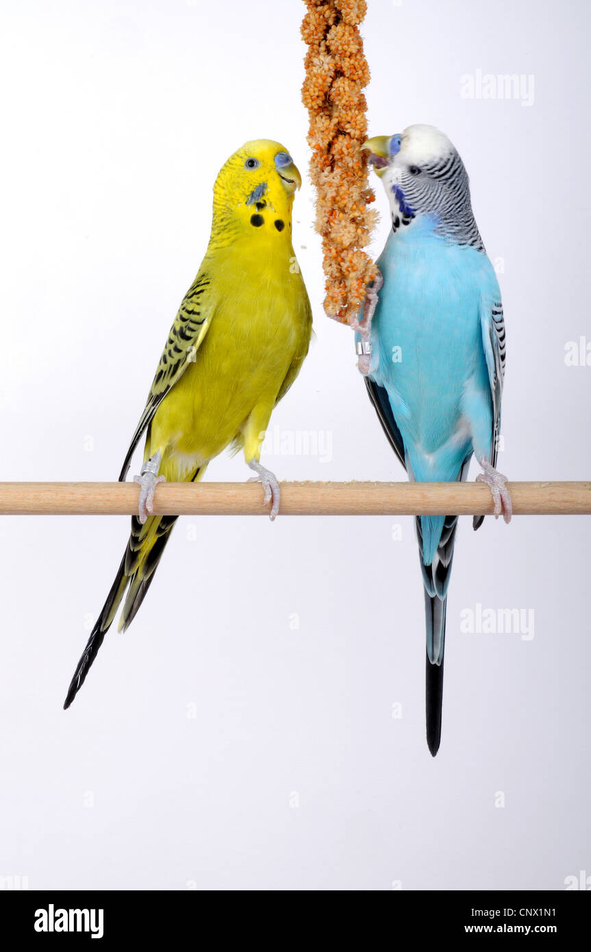 budgerigar, budgie, parakeet (Melopsittacus undulatus), two budgies ...